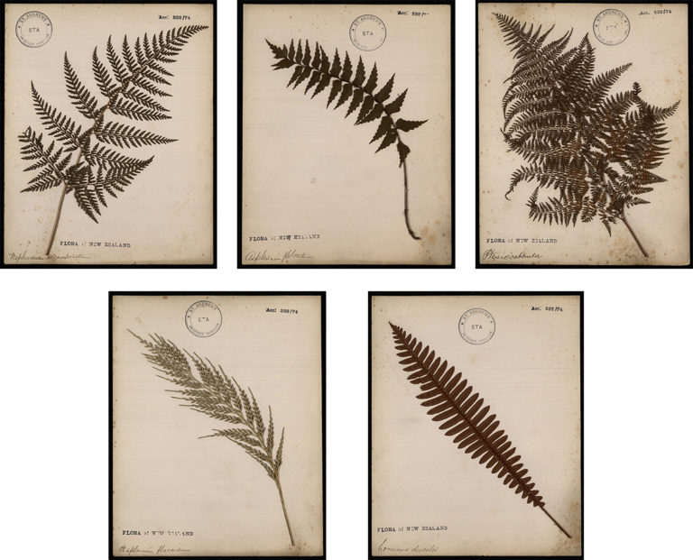 Collecting and Collections Part II: Pteridomania strikes Special ...