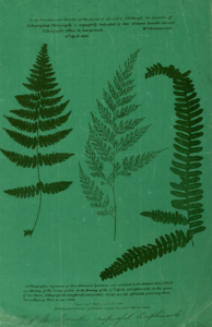Collecting and Collections Part II: Pteridomania strikes Special ...